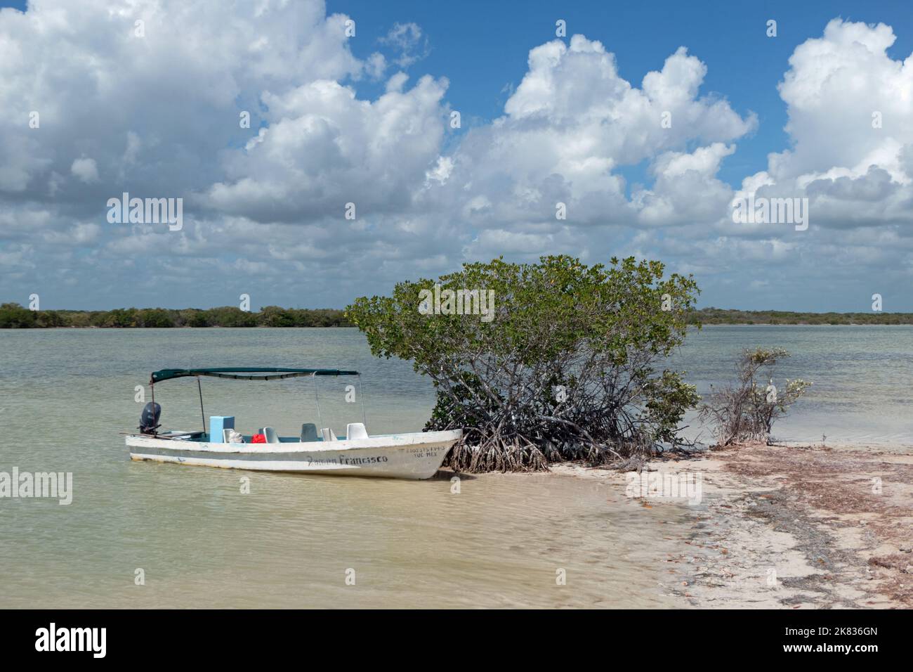 Mangrove swamp yucatan mexico hi-res stock photography and images - Alamy