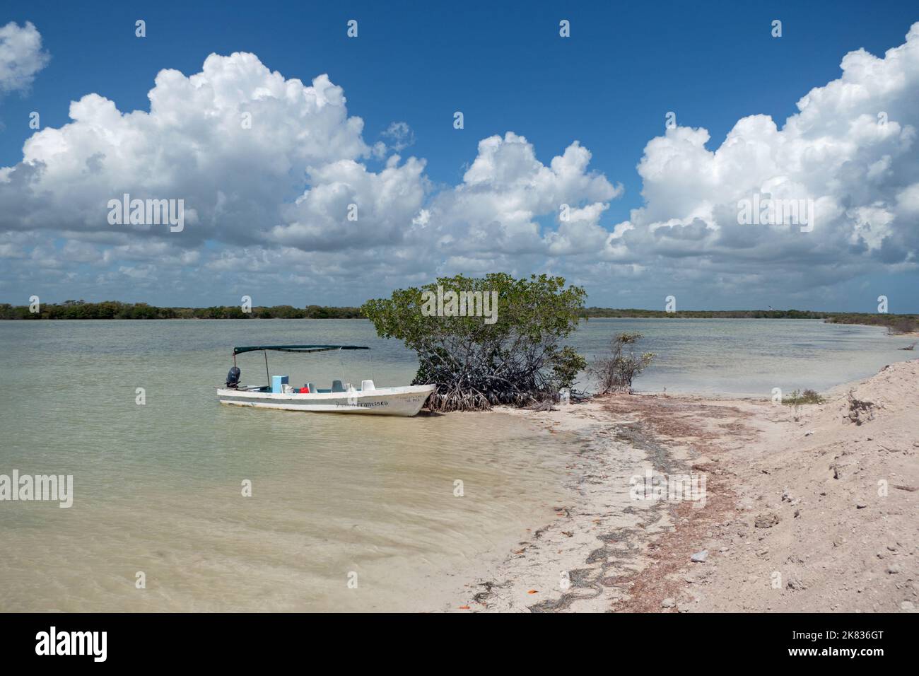 Small boat in water near mangrove swamps at Rio Lagartos Biosphere ...