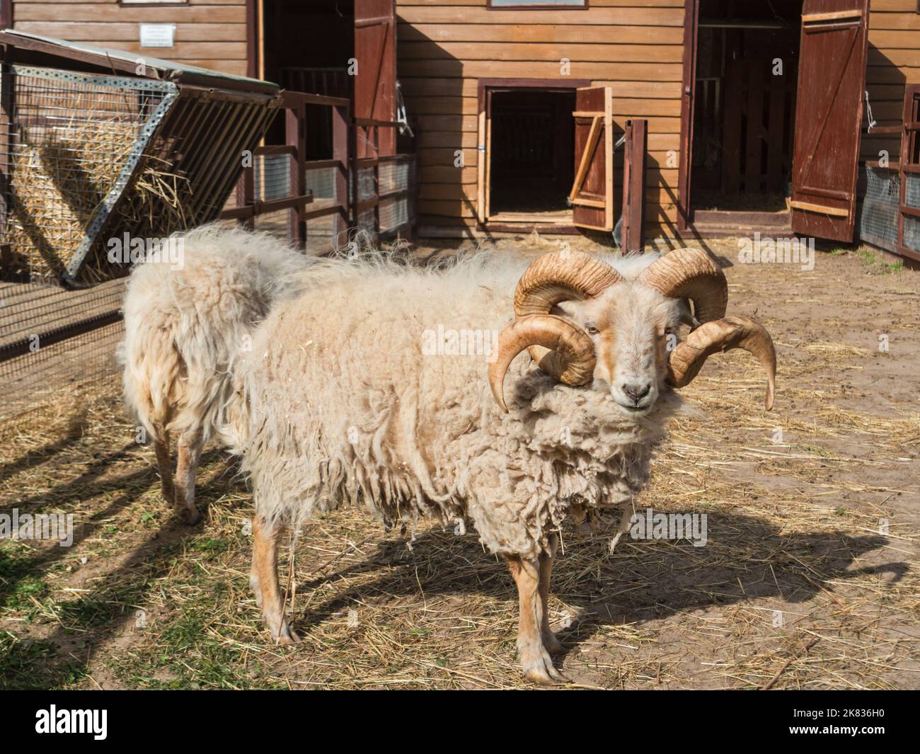Portrait of male mini sheep or Ovis aries. Furry farm animal in paddock ...