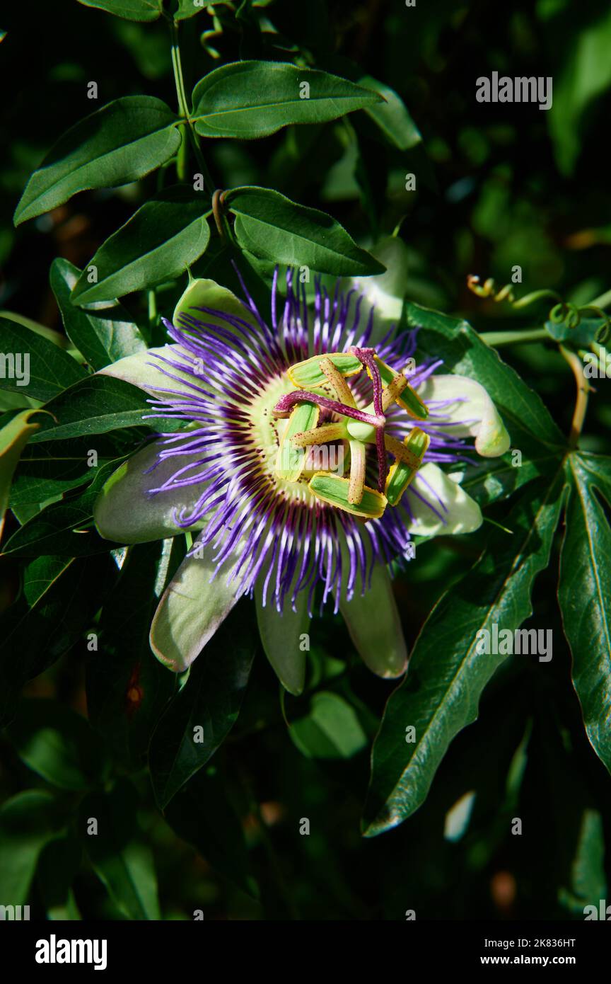 Passionflower leaves and fruit hi-res stock photography and images - Alamy