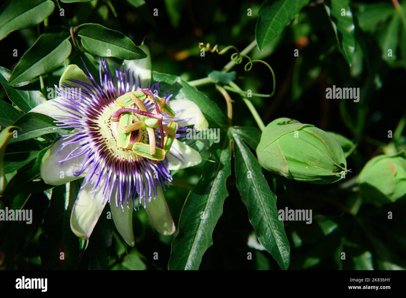 Pasiflora (Passiflora), also called "Flower of Passion Stock Photo - Alamy