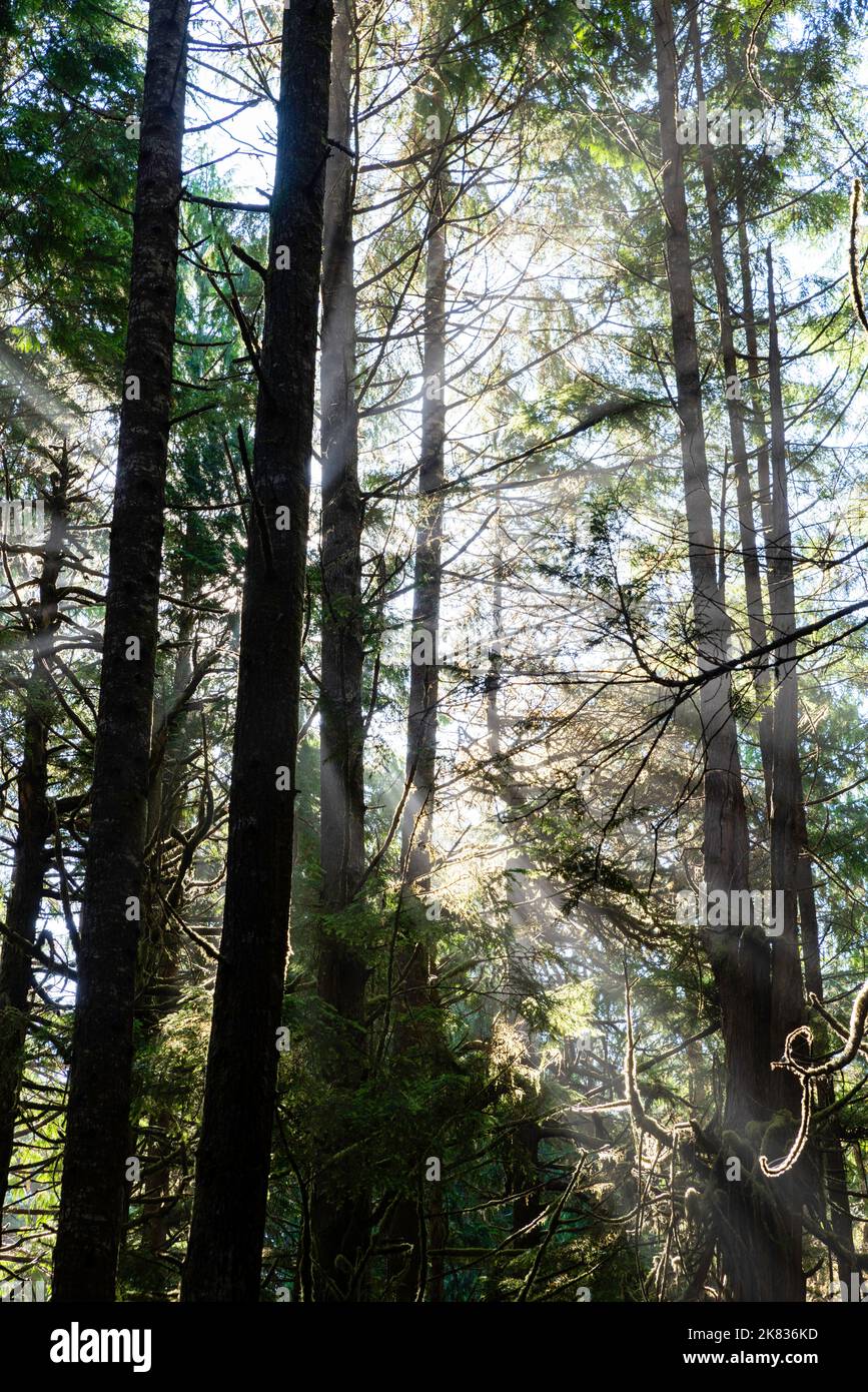 Morning sunbeams pierce through fog in a forest. Pacific Rim National ...