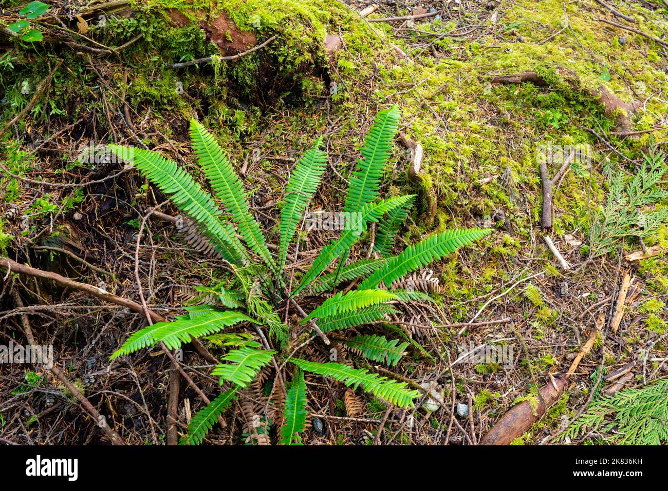 A fern grows on the forest floor. Pacific Rim National Park Reserve ...