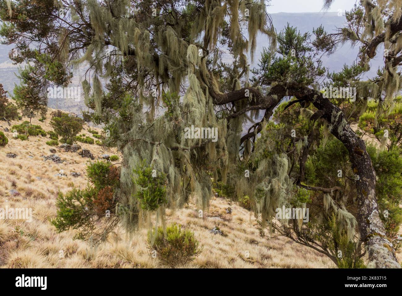 Beard lichens on a tree in Simien mountains, Ethiopia Stock Photo - Alamy