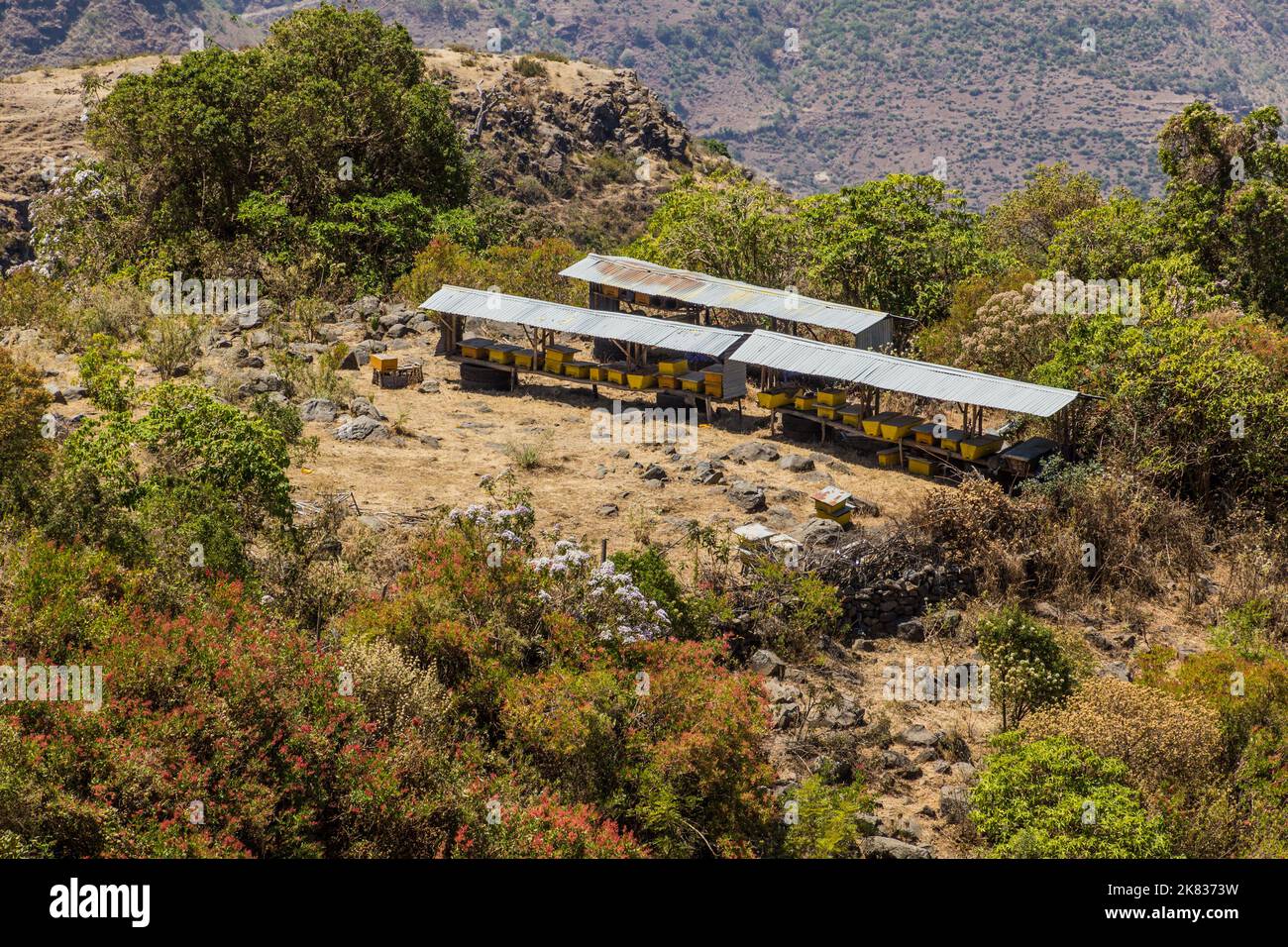 Bee hives near Kosoye village, Ethiopia Stock Photo - Alamy