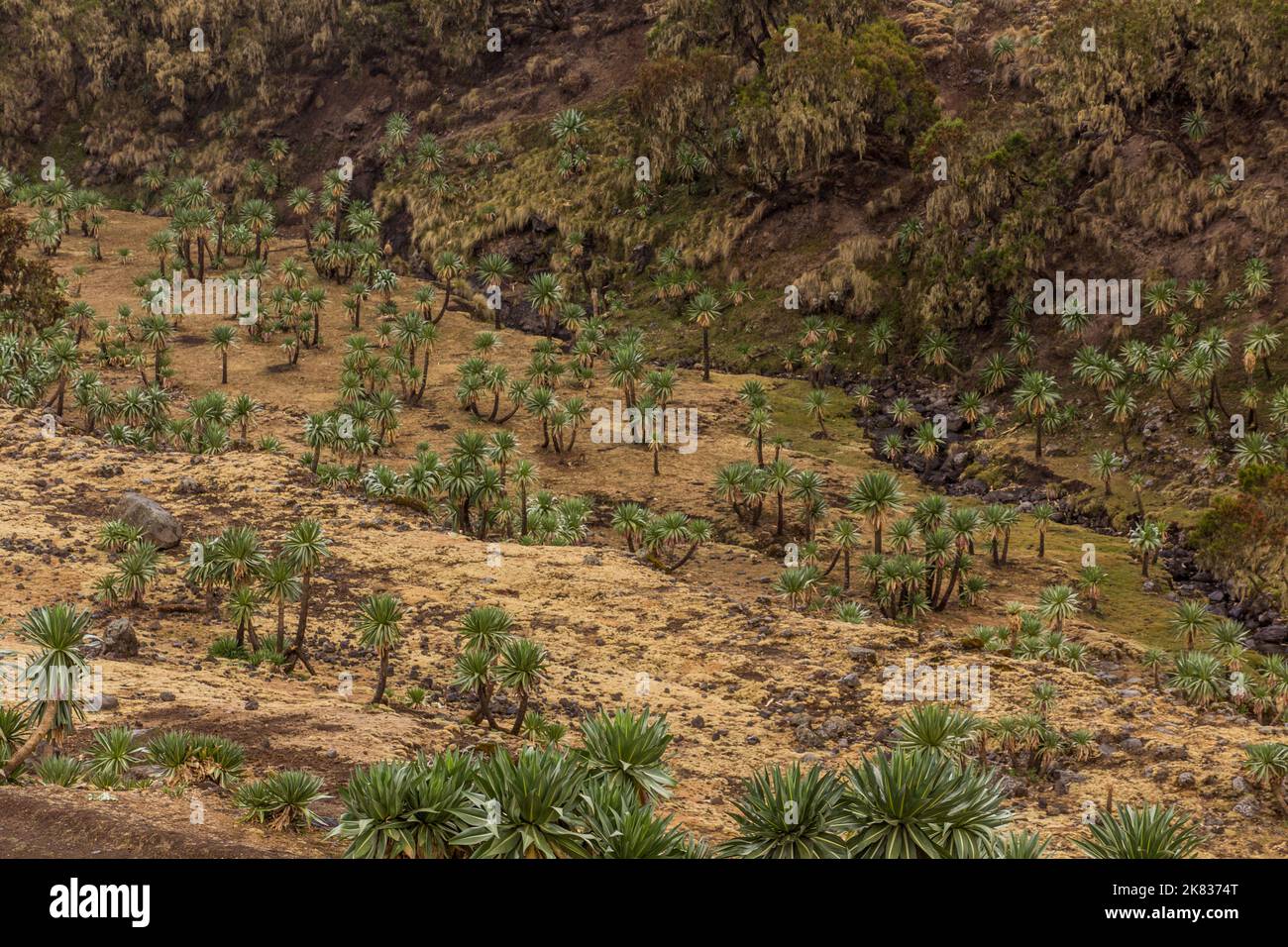 Landscape of giant lobelias (Lobelia rhynchopetalum) in Simien ...
