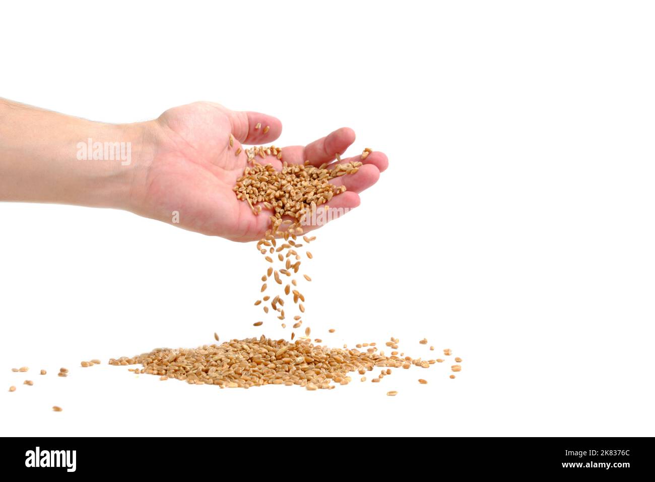 Wheat grain fall from mans hand white background Stock Photo - Alamy