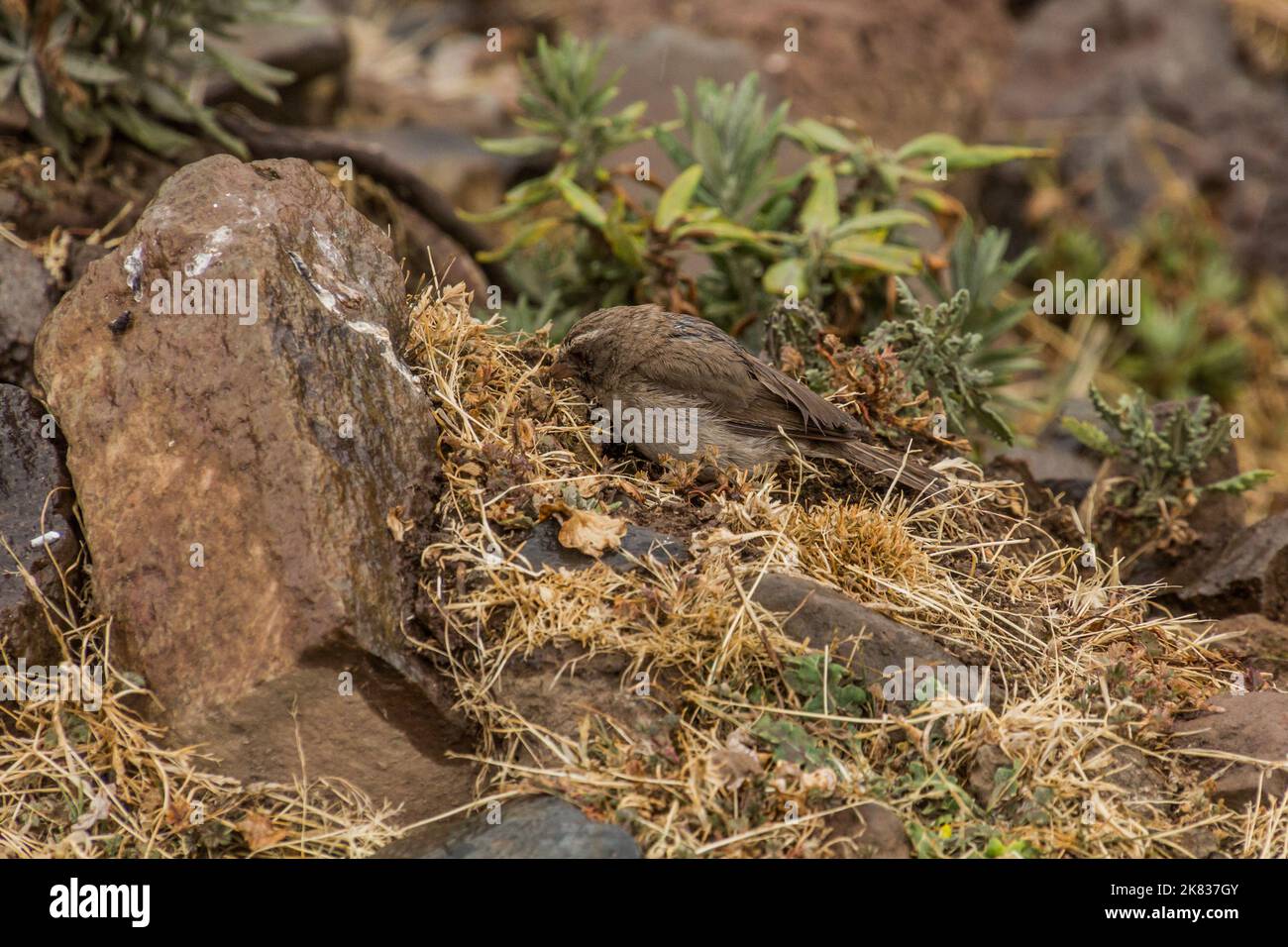 Seedeater bill hi-res stock photography and images - Alamy