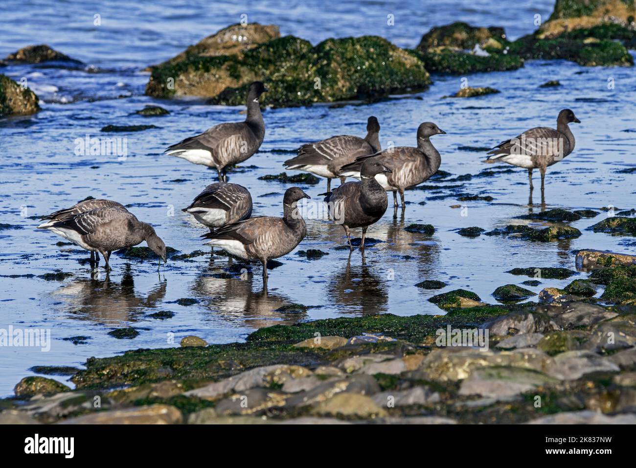 Brant goose / brent goose (Branta bernicla) resting along the North Sea ...