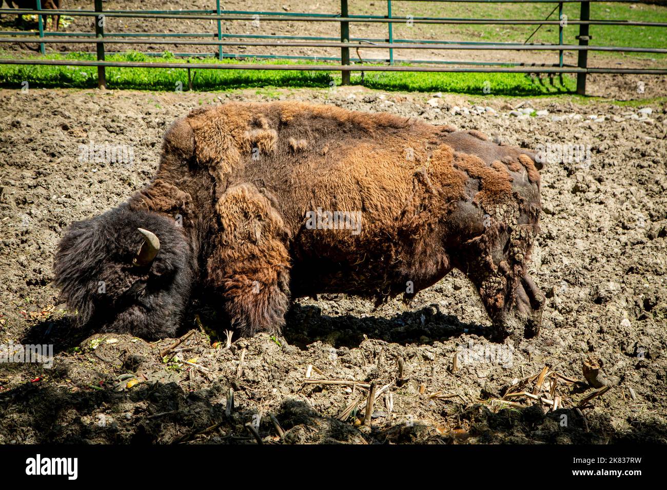 Buffalo zoo animal hi-res stock photography and images - Alamy