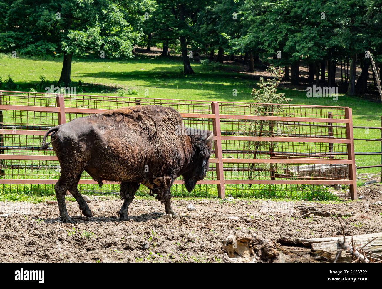 Buffalo zoo animal hi-res stock photography and images - Alamy