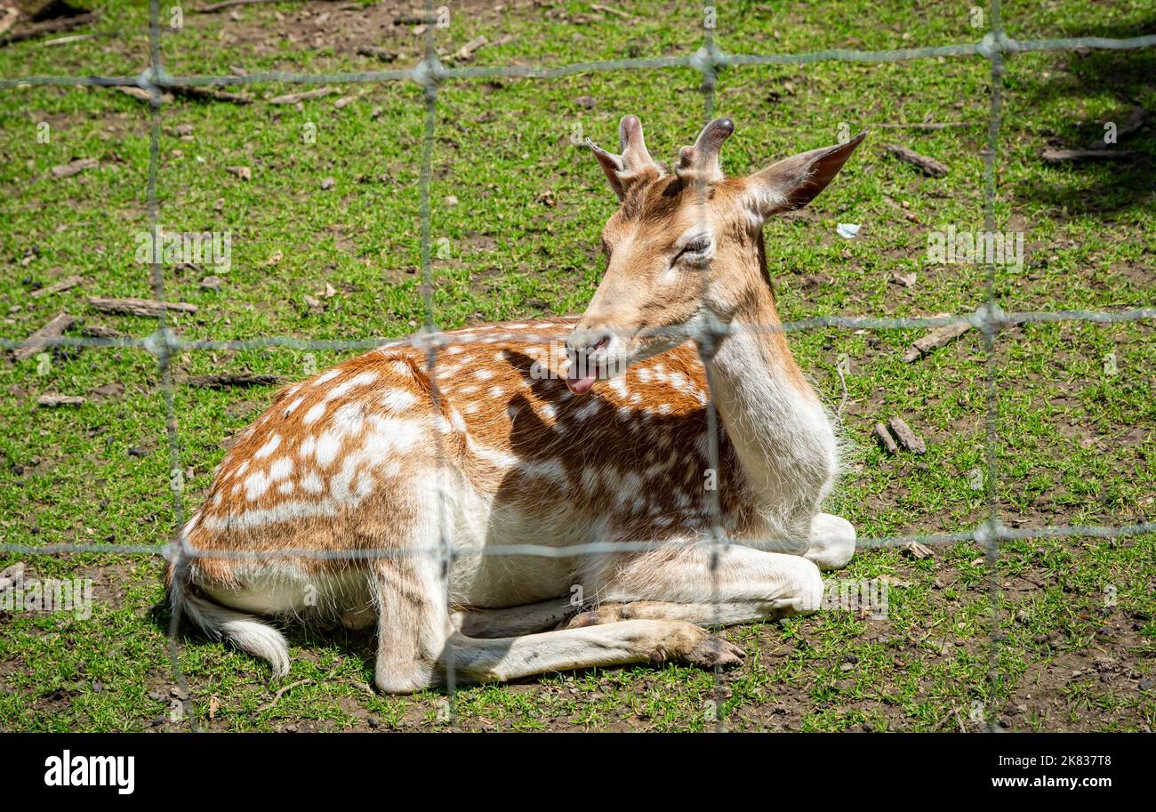 Deer at the zoo in Targu Mures, Romania Stock Photo - Alamy