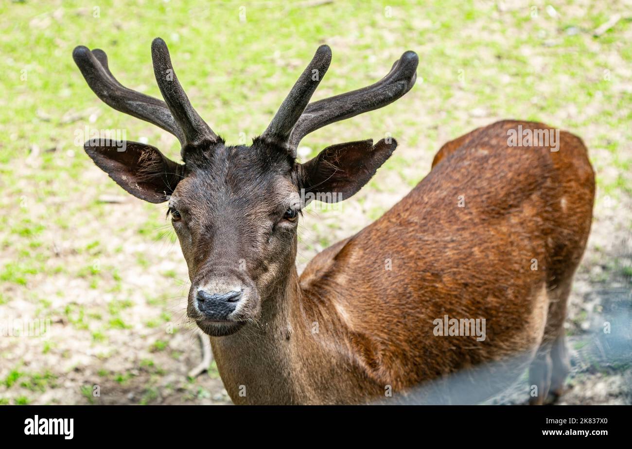 Deer at the zoo in Targu Mures, Romania Stock Photo - Alamy