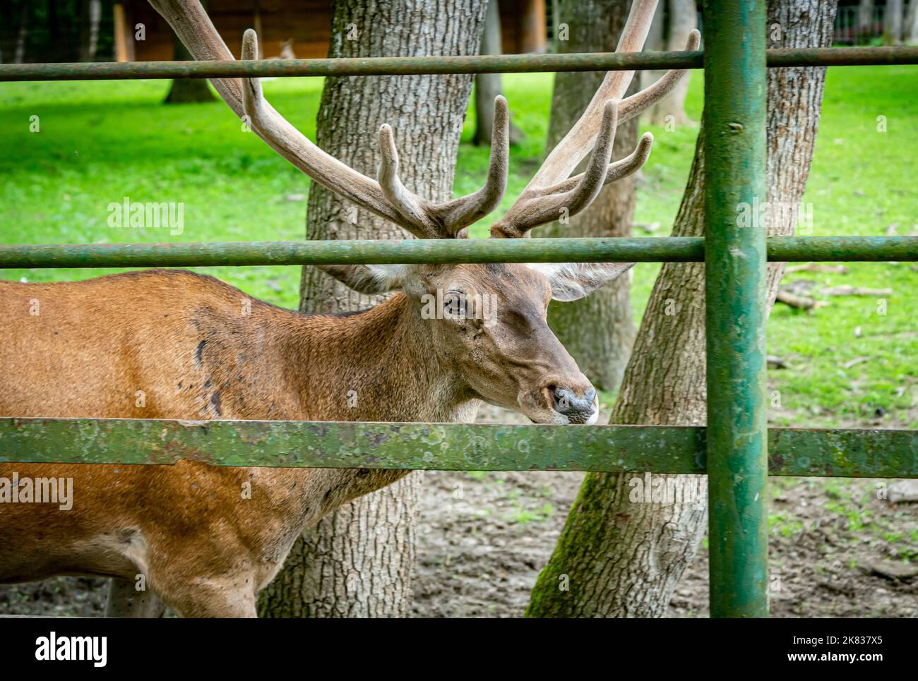 Deer at the zoo in Targu Mures, Romania Stock Photo - Alamy