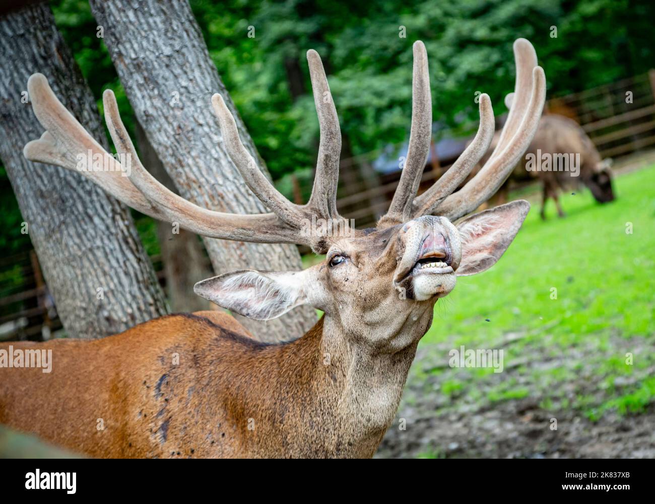 Deer at the zoo in Targu Mures, Romania Stock Photo - Alamy