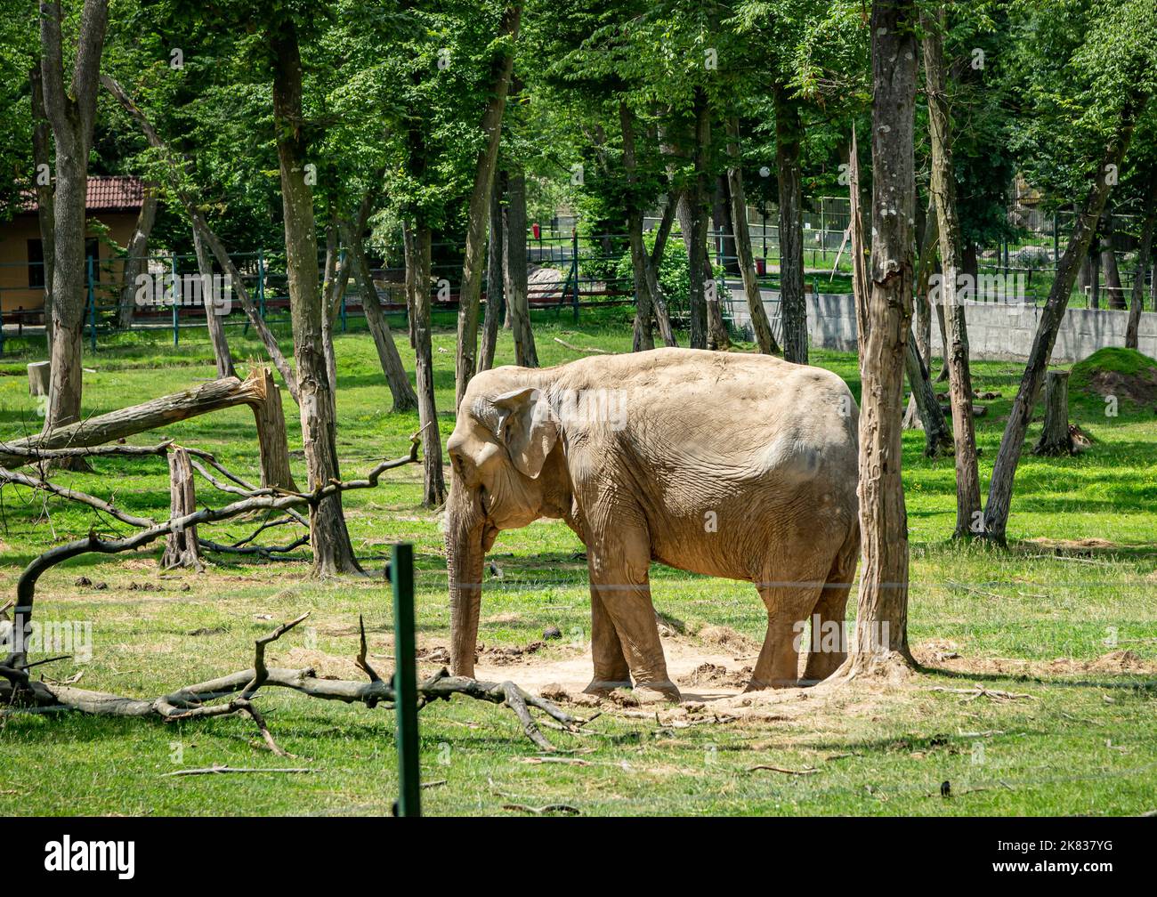 African elephant at the zoo in Targu Mures, Romania Stock Photo - Alamy