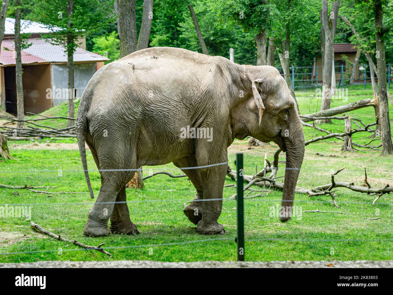 African elephant in captivity hi-res stock photography and images - Alamy