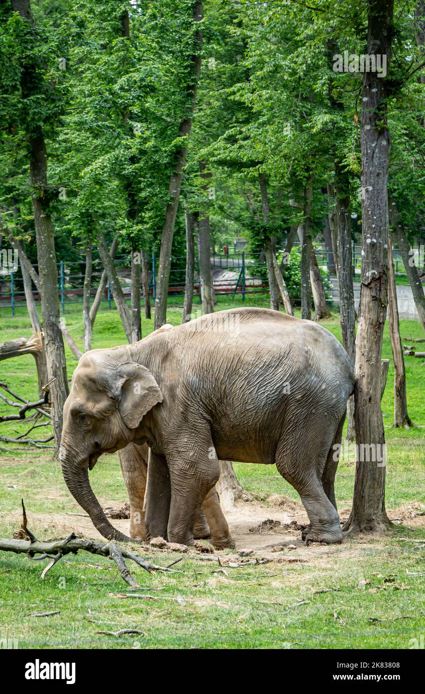 African elephant at the zoo in Targu Mures, Romania Stock Photo - Alamy