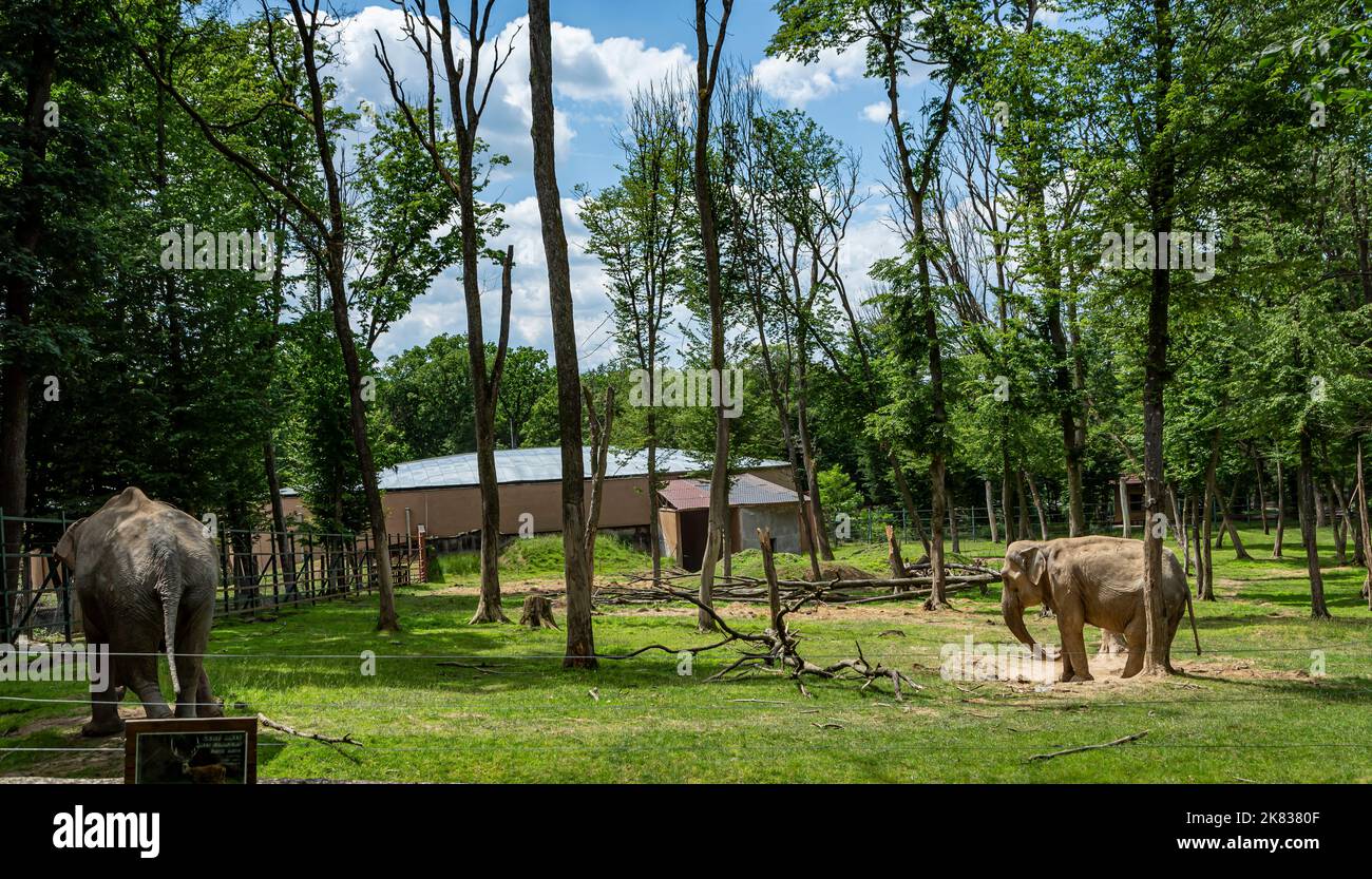 African elephant at the zoo in Targu Mures, Romania Stock Photo - Alamy
