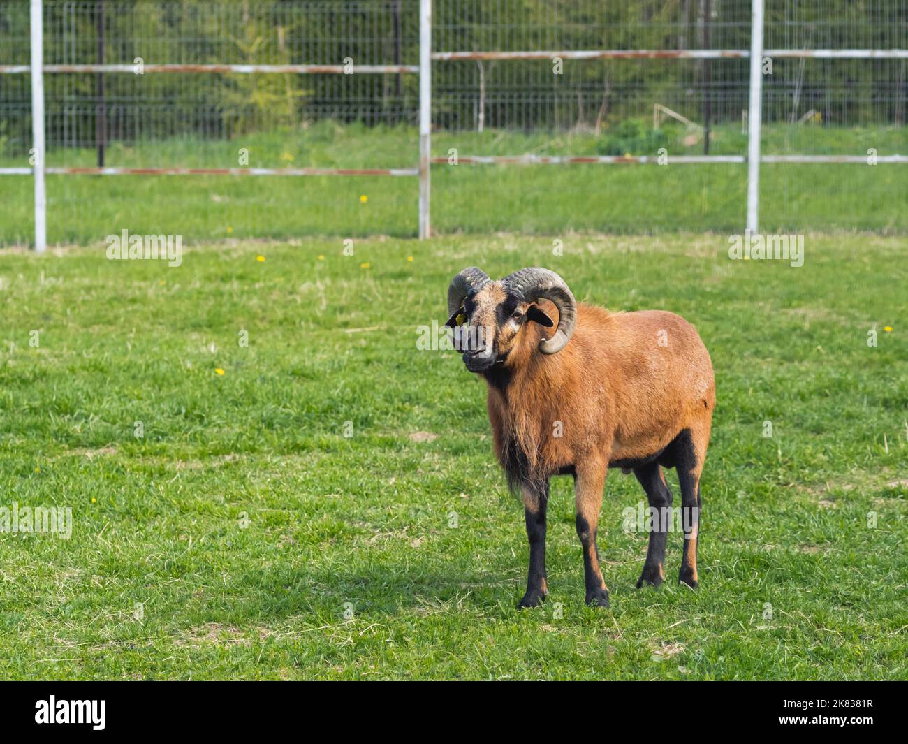 West african dwarf sheep hi-res stock photography and images - Alamy