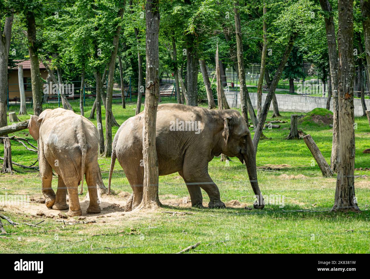 African elephant at the zoo in Targu Mures, Romania Stock Photo - Alamy
