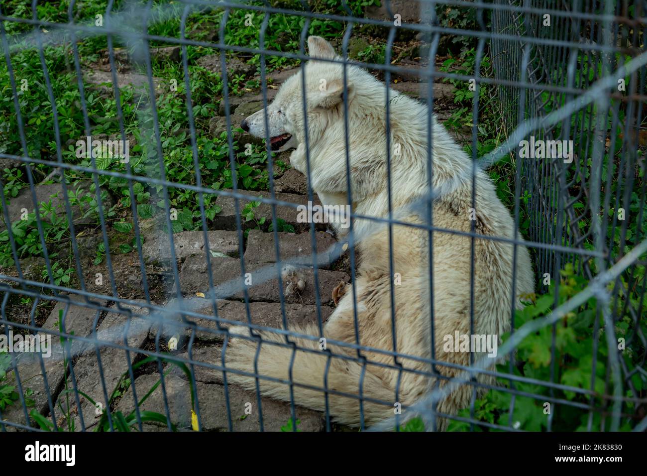 Romania wolf hi-res stock photography and images - Alamy