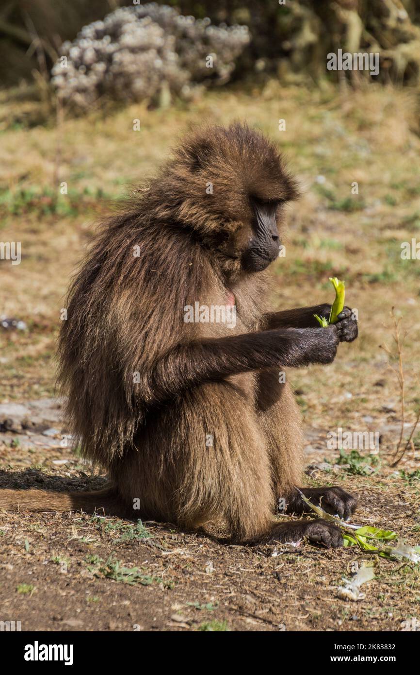 Gelada monkey (Theropithecus gelada) in Simien mountains, Ethiopia ...