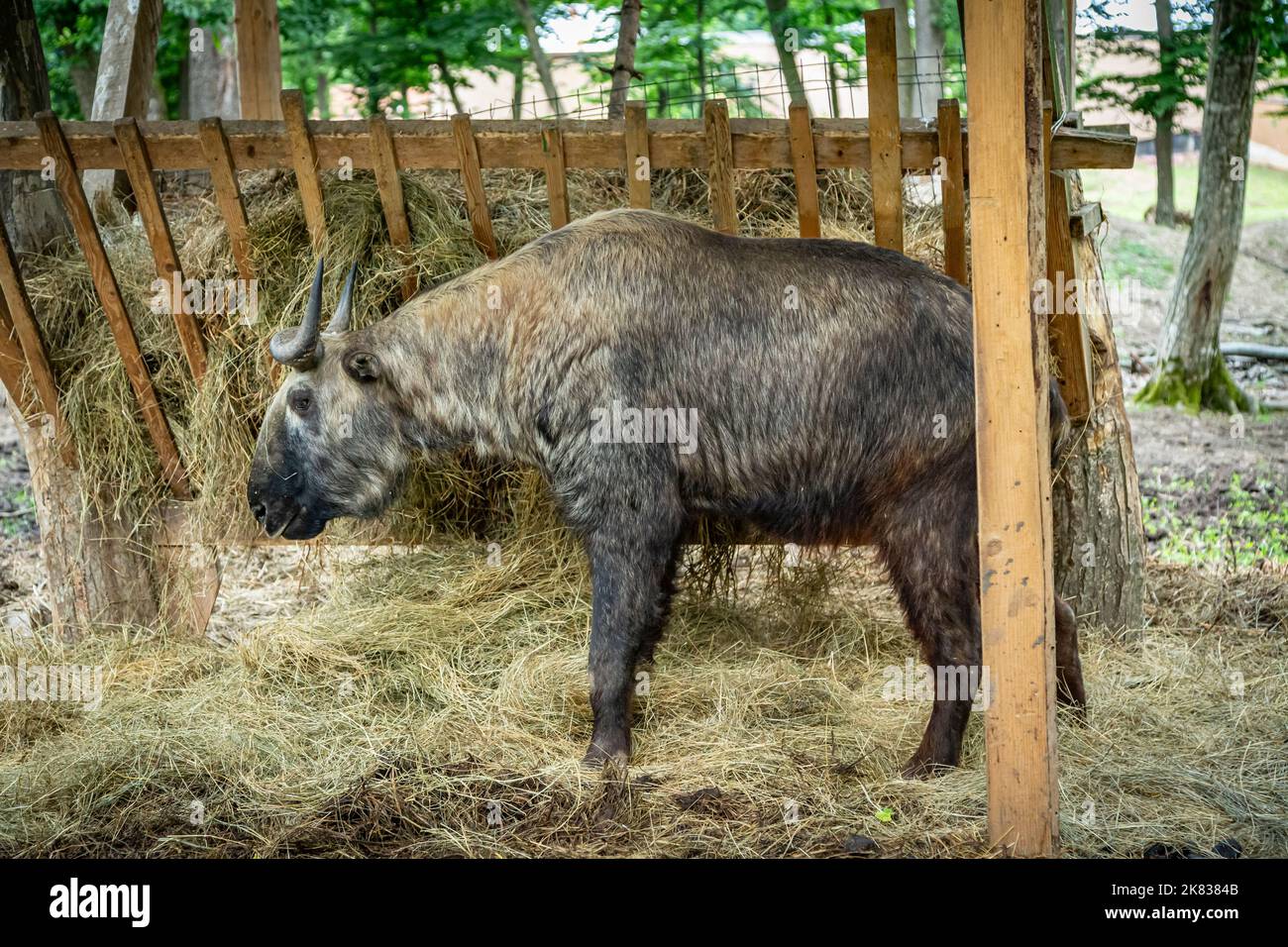 Mishmi takin (Budorcas taxicolor taxicolor) at the zoo in Targu Mures ...
