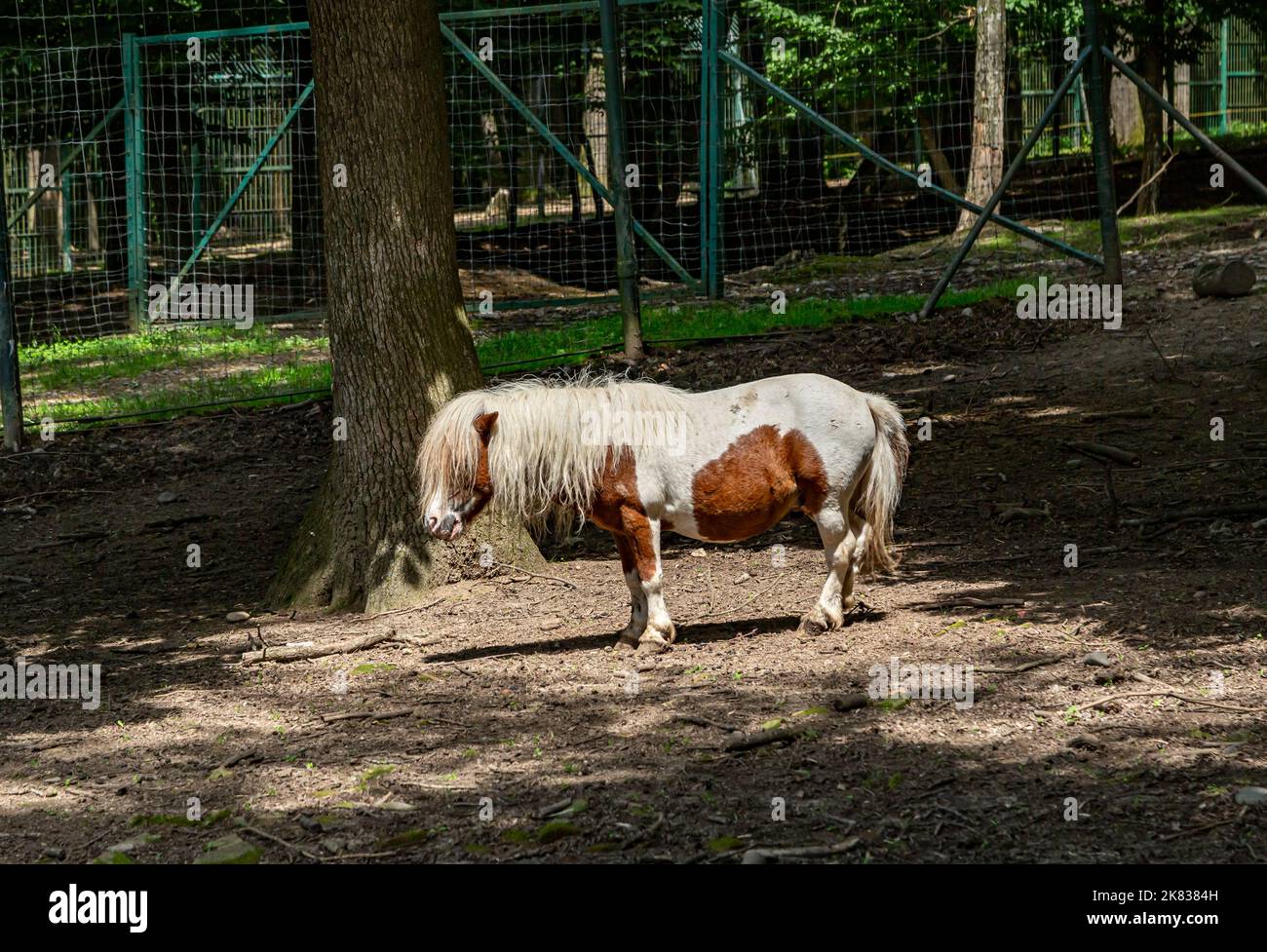 Pony at the zoo in Targu Mures, Romania Stock Photo - Alamy