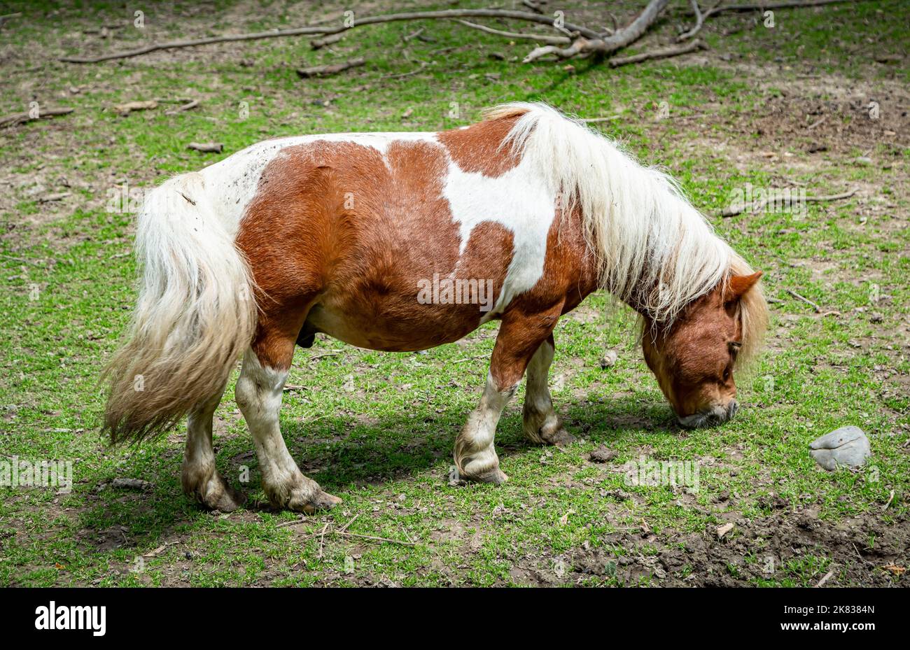 Pony at the zoo in Targu Mures, Romania Stock Photo - Alamy