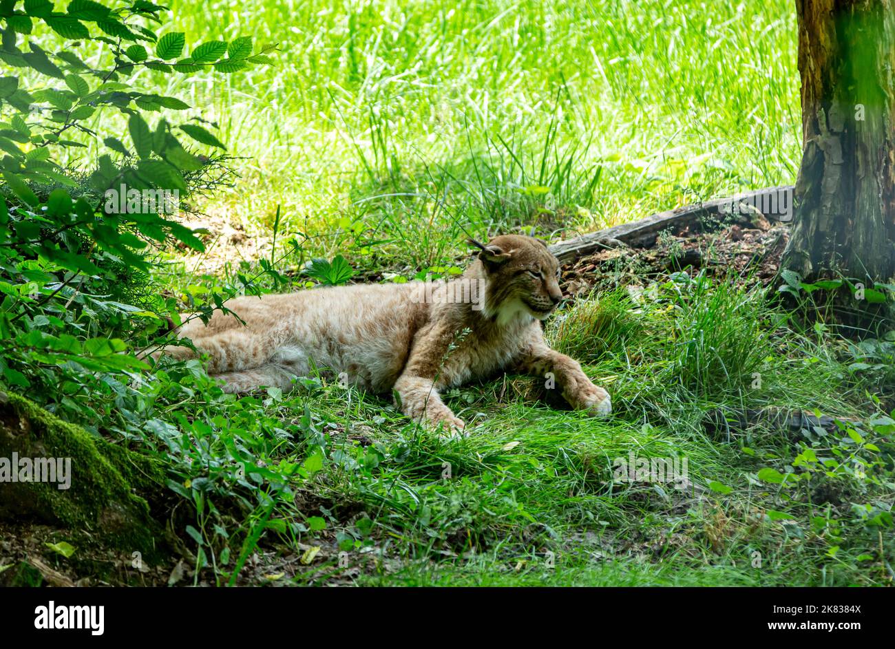 Lynx at the zoo in Targu Mures, Romania Stock Photo - Alamy