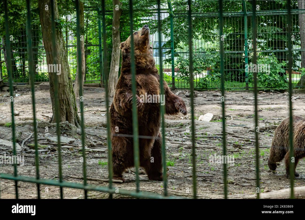 Bear at the zoo in Targu Mures, Romania Stock Photo - Alamy