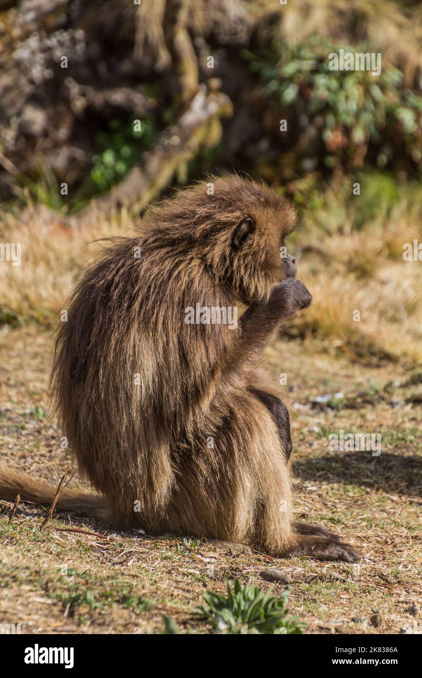 Gelada monkey (Theropithecus gelada) in Simien mountains, Ethiopia ...
