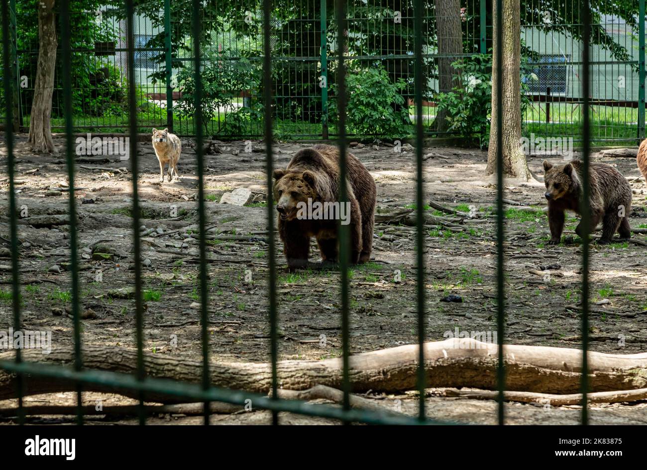 Bears and wolfs at the zoo in Targu Mures, Romania Stock Photo - Alamy