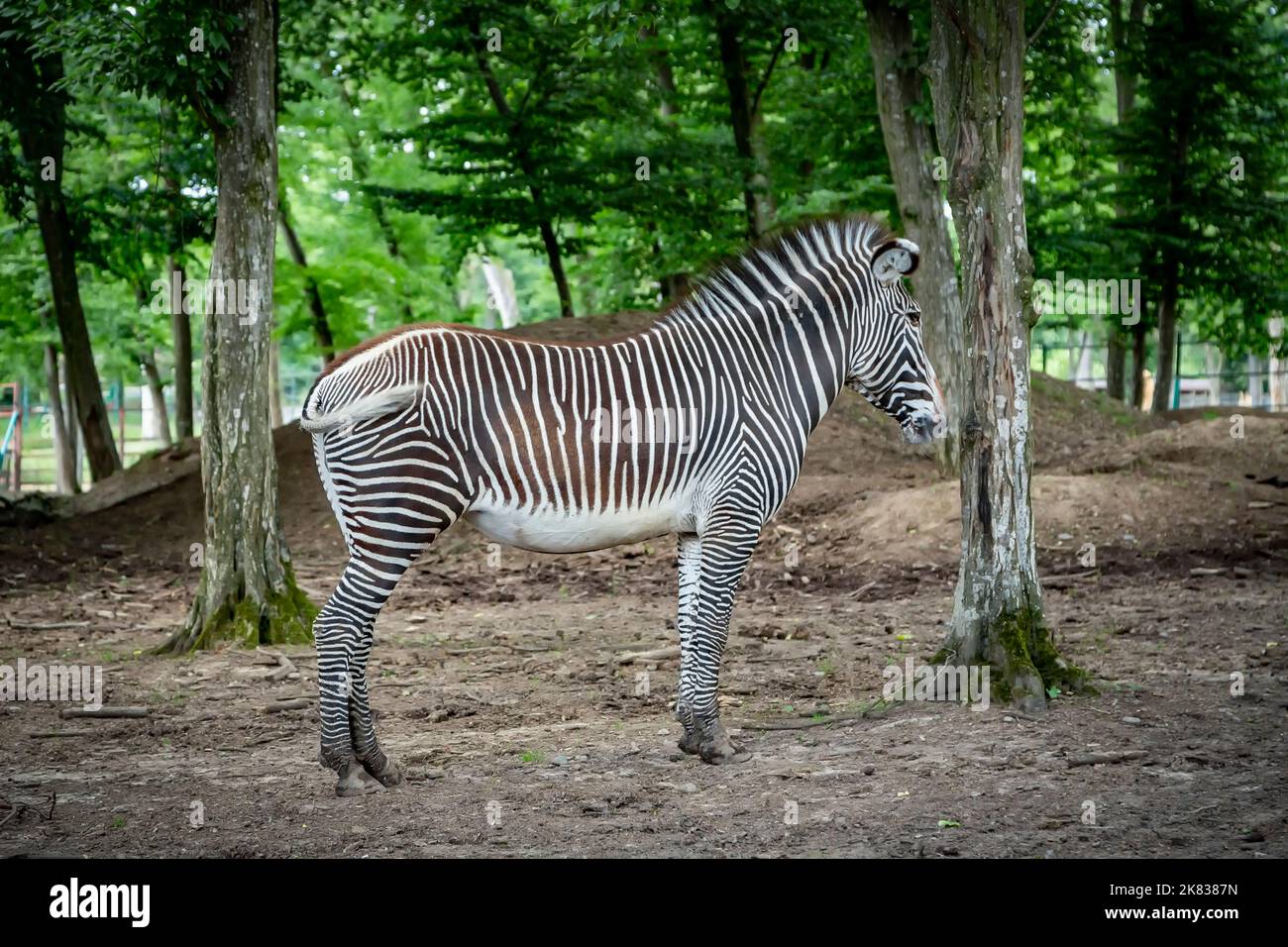 Zebra at the zoo in Targu Mures, Romania Stock Photo - Alamy