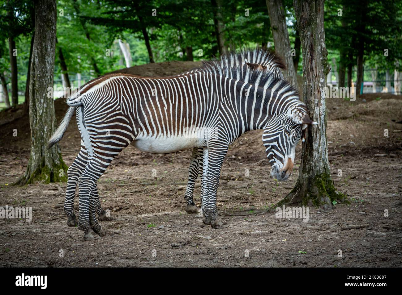 Zebra at the zoo in Targu Mures, Romania Stock Photo - Alamy