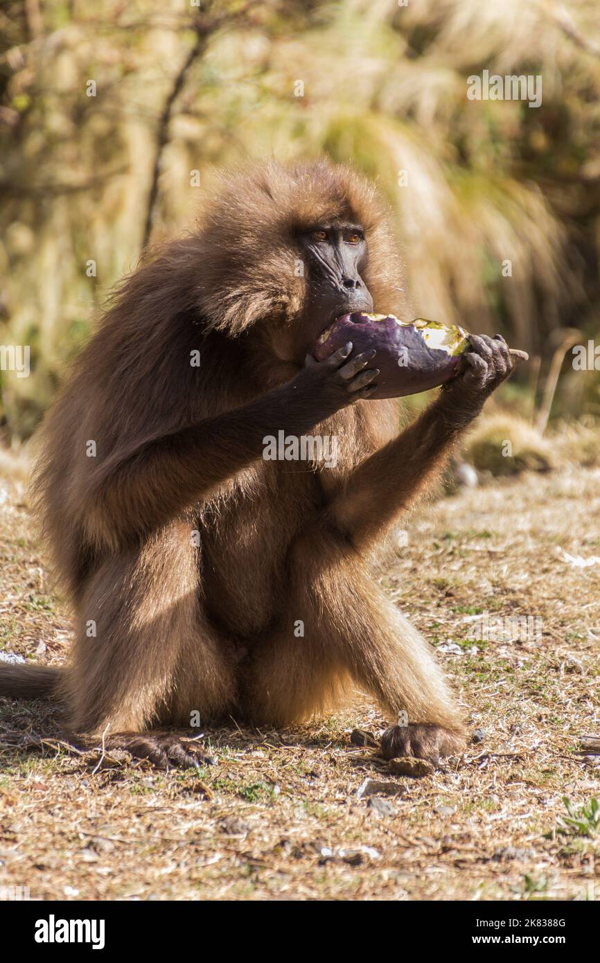 Gelada monkey (Theropithecus gelada) eating a stolen eggplant in Simien ...
