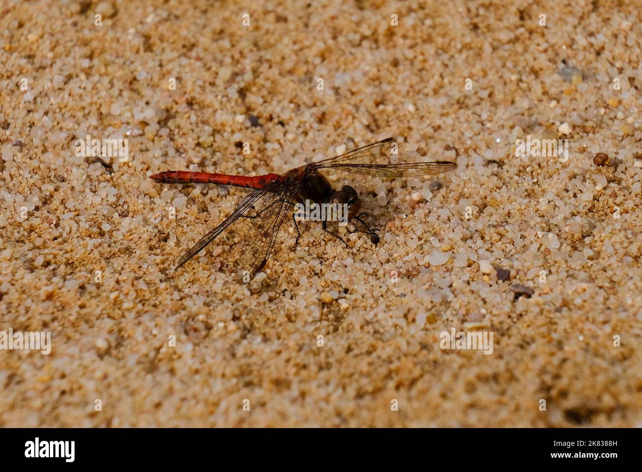 Macro photography of a drgonfly: focus on the insect with blurred ...