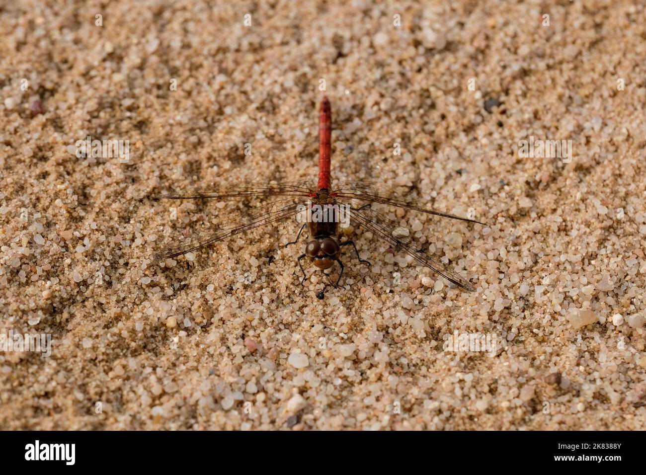 Macro photography of a drgonfly: focus on the insect with blurred ...