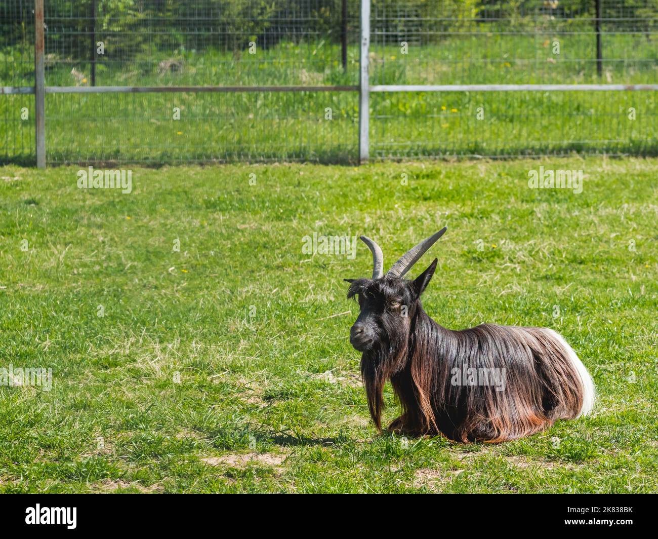 Capra Aegagrus Girgentana or Valais Black Goat. Furry farm animal in ... Capra Aegagrus Girgentana or Valais Black Goat. Furry farm animal in ...