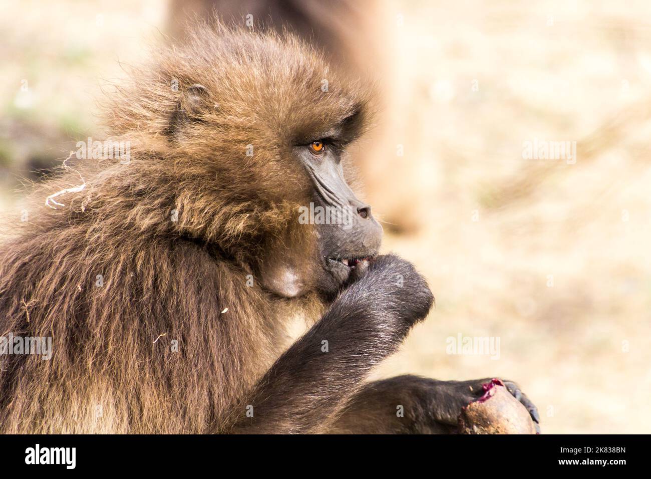 Gelada monkey (Theropithecus gelada) in Simien mountains, Ethiopia ...