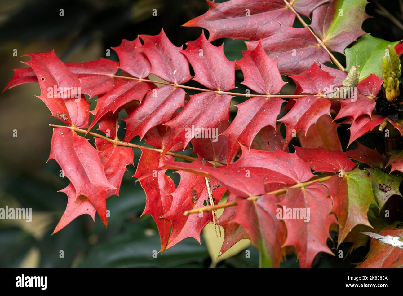 Mahonia is a popular gardener's shrub in temperate climates. The ...