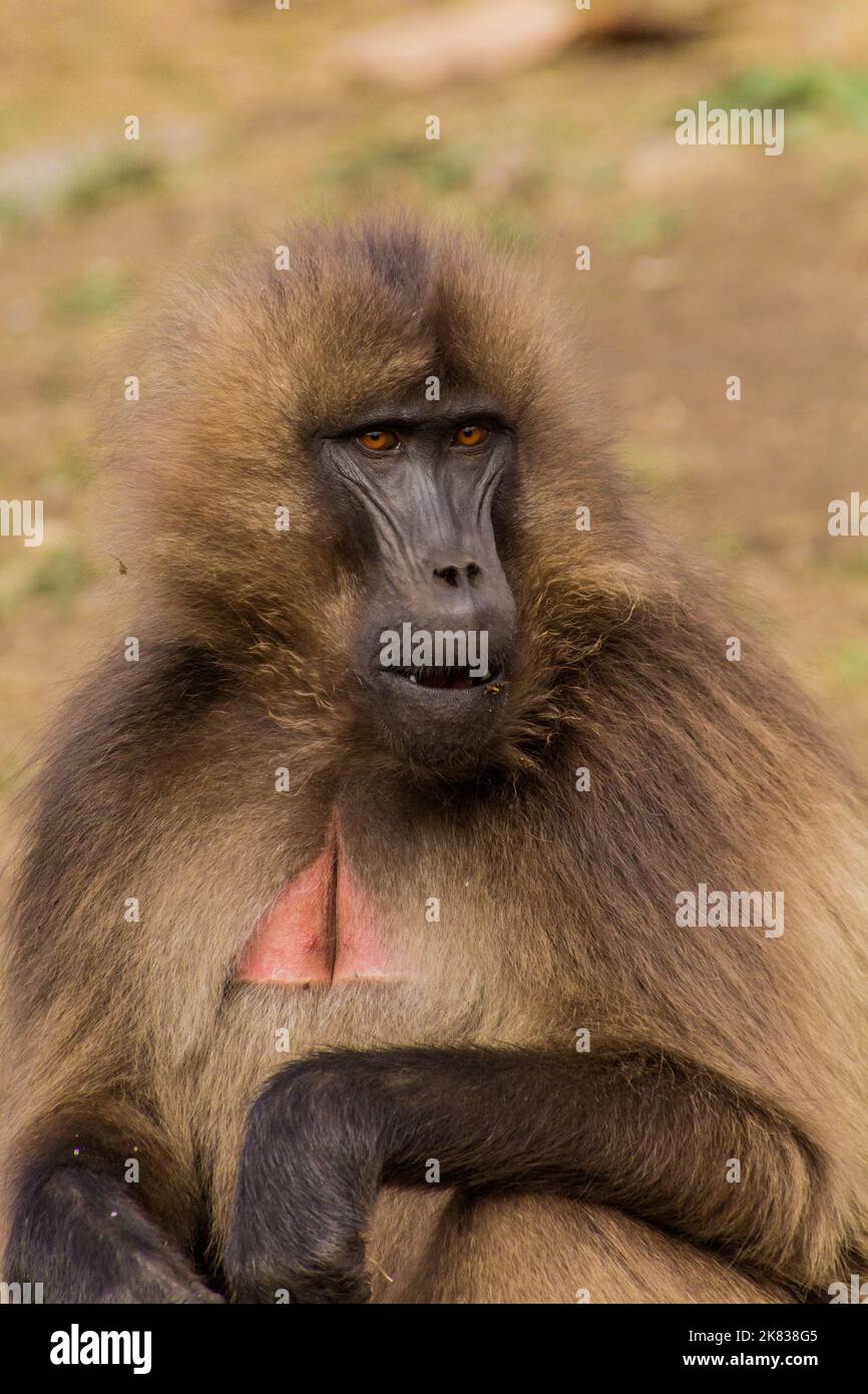 Gelada monkey (Theropithecus gelada) in Simien mountains, Ethiopia ...