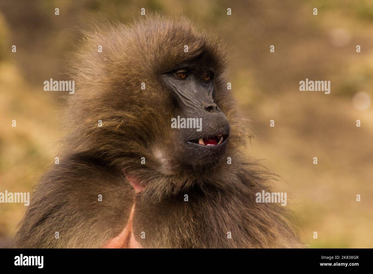 Gelada monkey (Theropithecus gelada) in Simien mountains, Ethiopia ...