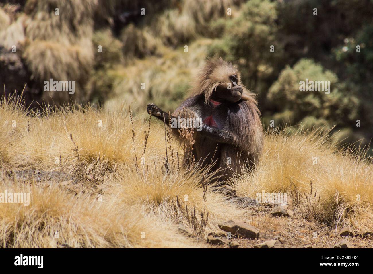 Gelada monkey (Theropithecus gelada) in Simien mountains, Ethiopia ...