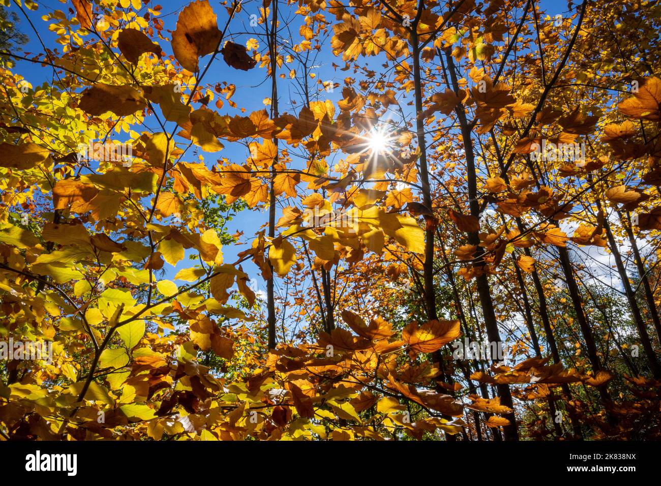 Autumn leaves in the sun Stock Photo - Alamy