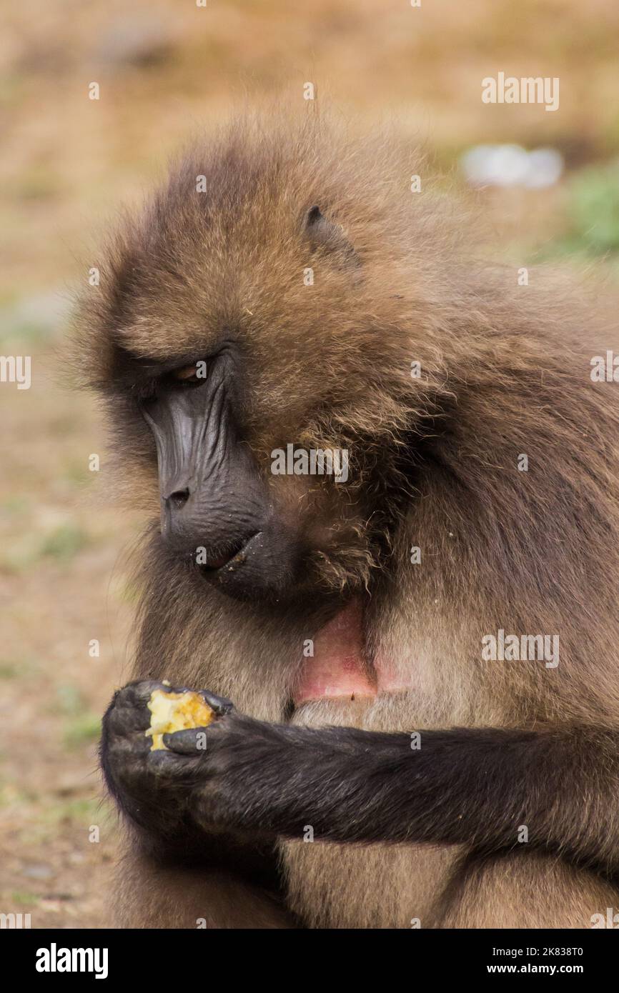 Gelada monkey (Theropithecus gelada) in Simien mountains, Ethiopia ...