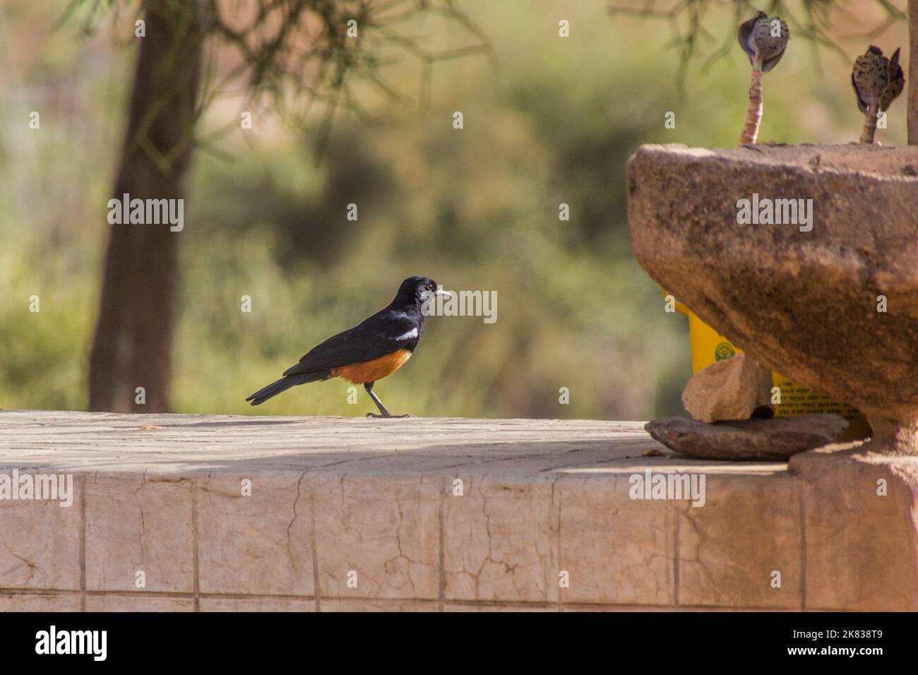Mocking cliff chat (Thamnolaea cinnamomeiventris) in Wukro, Ethiopia ...