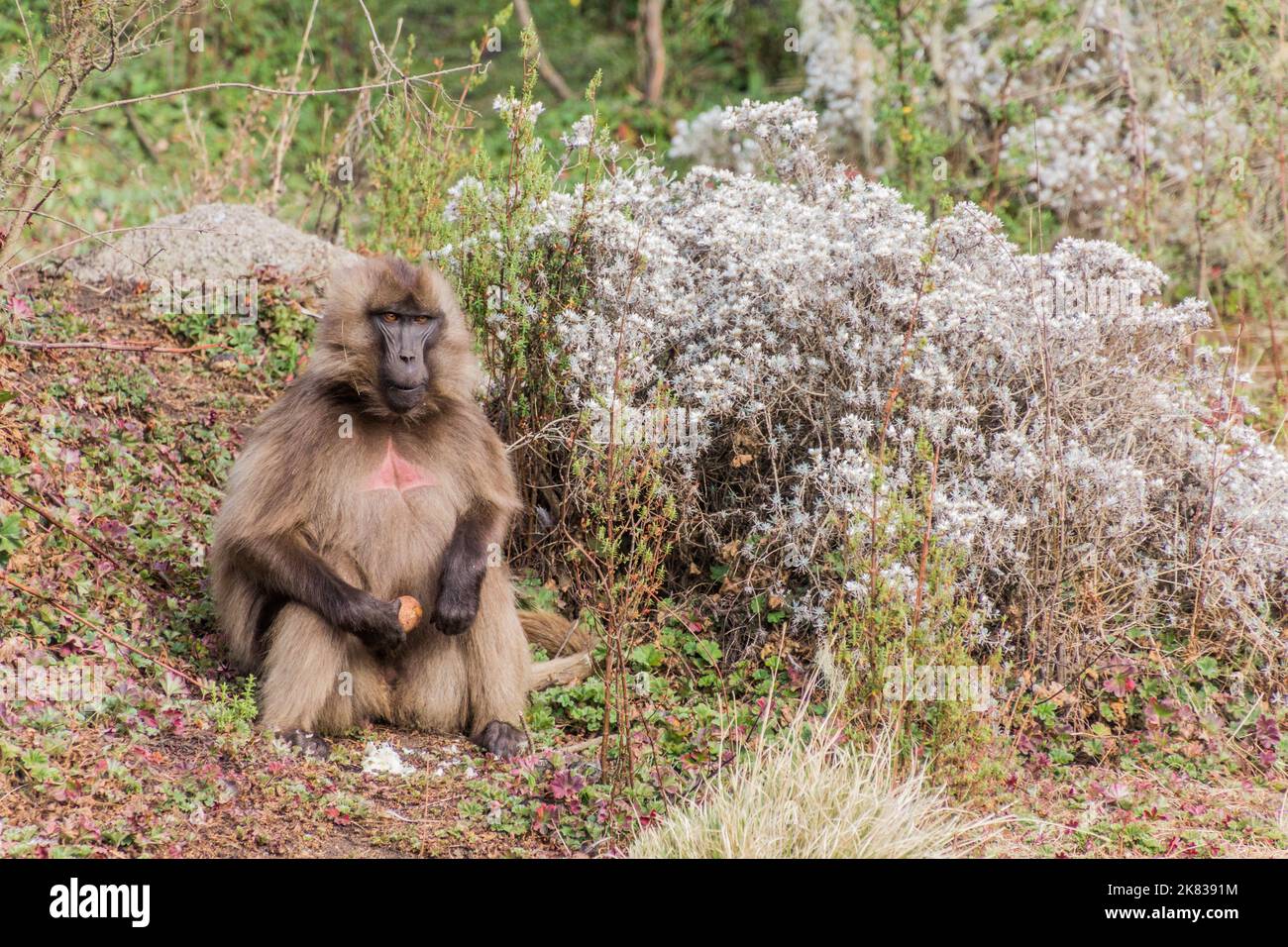 Gelada monkey (Theropithecus gelada) in Simien mountains, Ethiopia ...