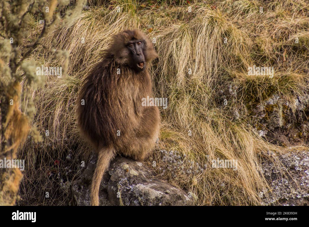 Gelada monkey (Theropithecus gelada) in Simien mountains, Ethiopia ...